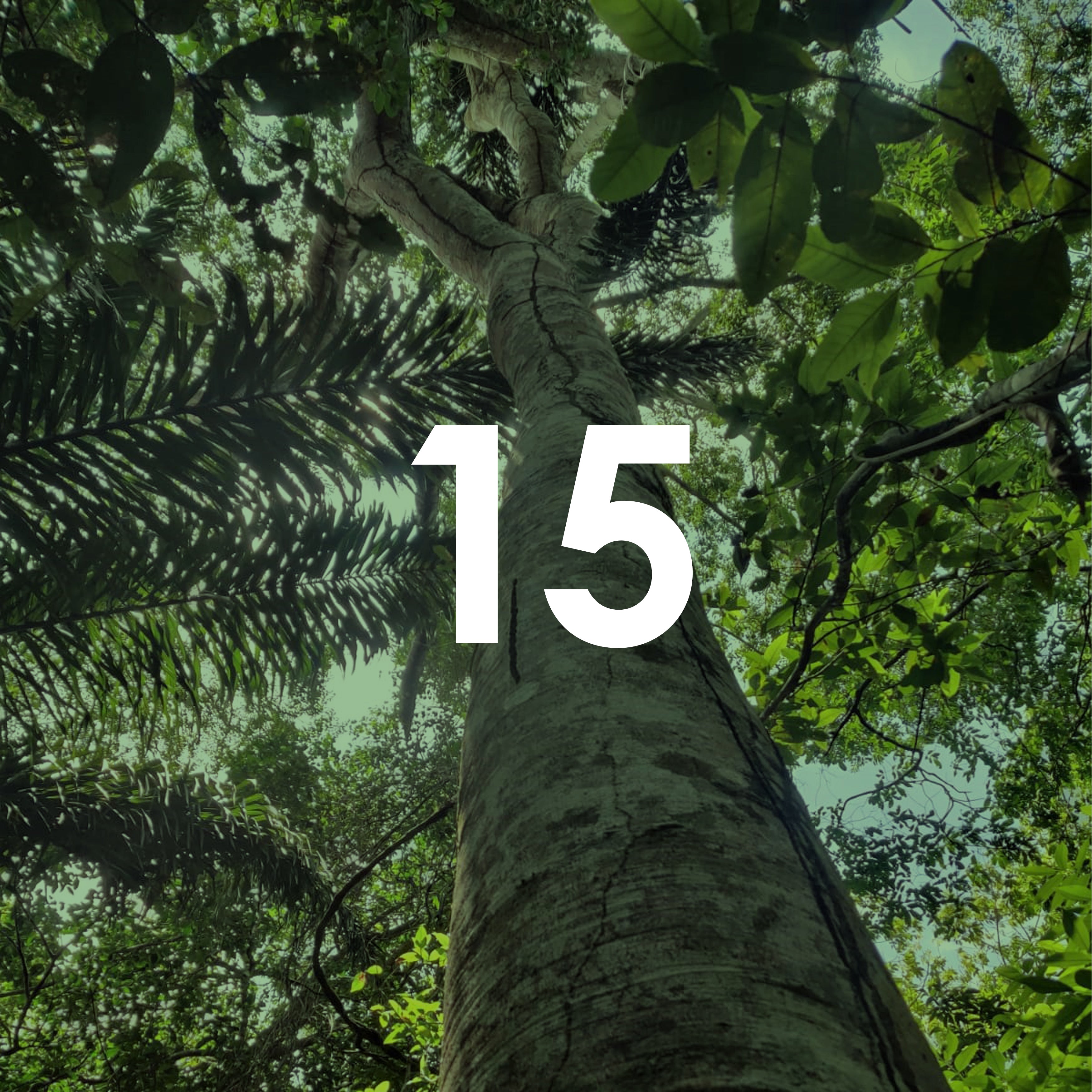 Donation of Fifteen Trees – TREELOVE